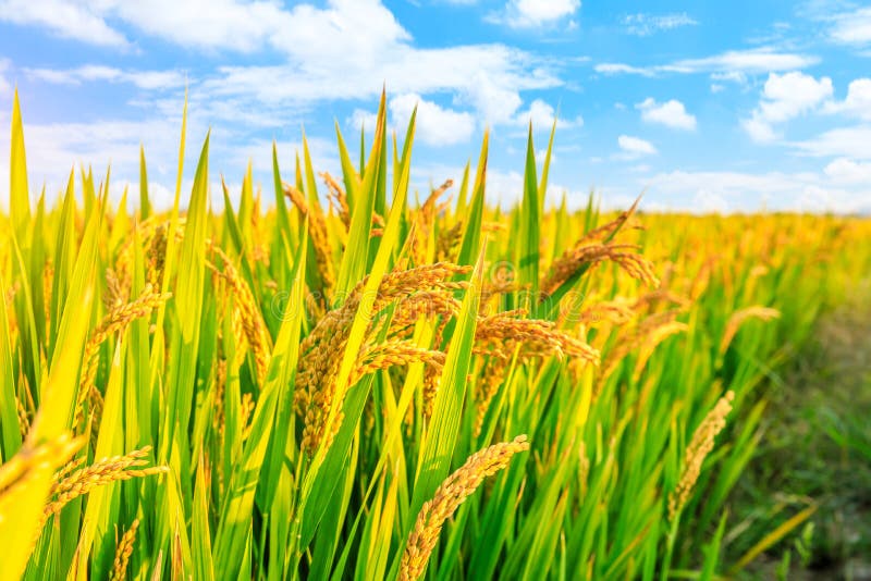 Ripe Rice and Beautiful Sky Stock Image - Image of beautiful, grow ...