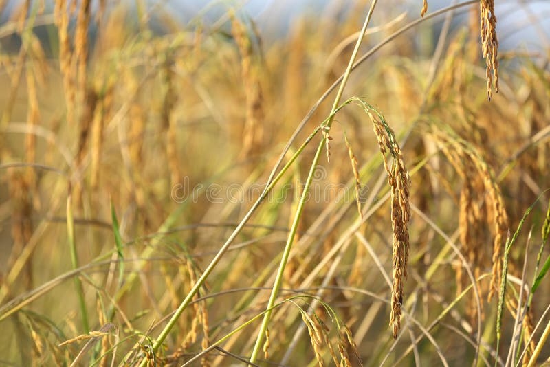 Ripe rice detail stock image. Image of plantation, yellow - 28620149