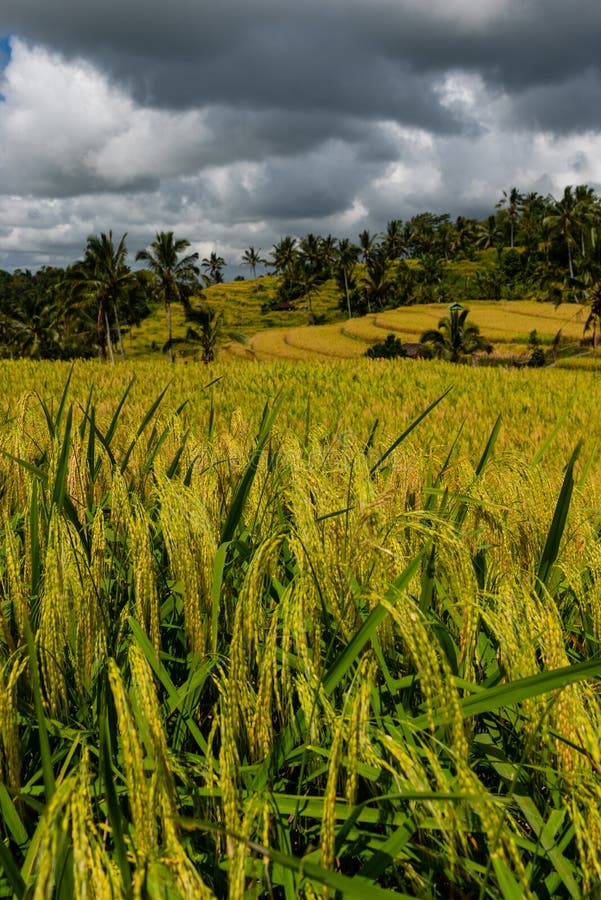 Ripe Rice Ears Close Up. Rice Terraces Landscape. Stock Image - Image ...