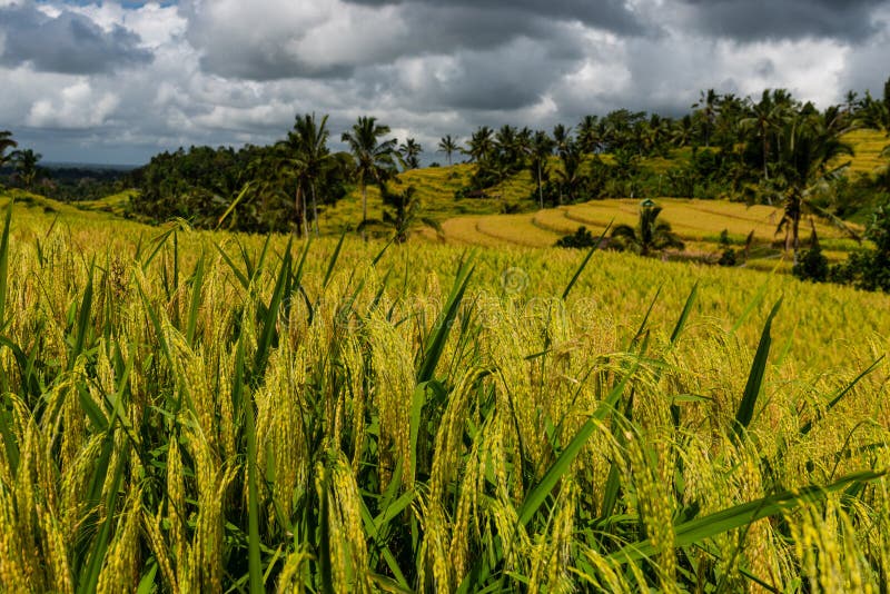 Ripe Rice Ears Close Up. Rice Terraces Landscape. Stock Photo - Image ...