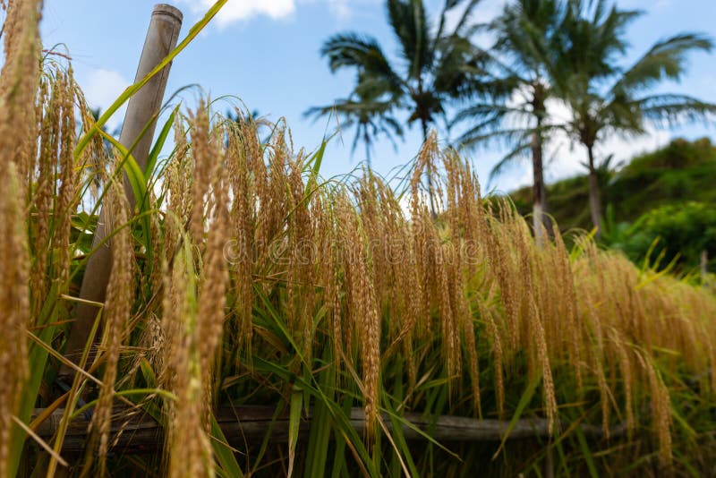 Ripe Rice Ears Close Up. Rice Terraces Landscape. Stock Photo - Image ...