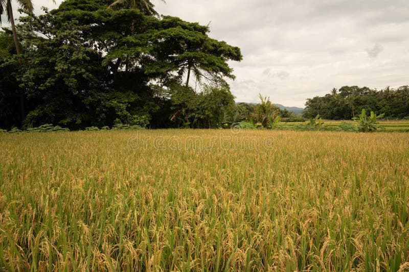 Ripe Rice in Farm Fields. Rice Fields in Asia Rural Place Stock Photo ...