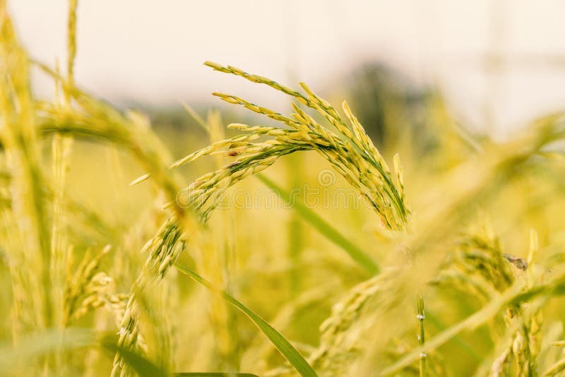Ripe rice in the field stock photo. Image of leaves - 161651498