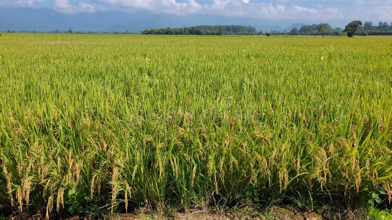 Ripe Rice Field, Ready To Be Harvested Stock Photo - Image of mature ...