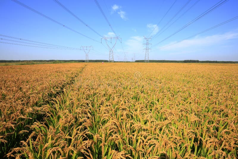 Rice paddies stock photo. Image of cultivate, healthy - 119498542