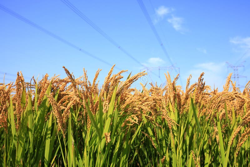 Rice paddies stock photo. Image of chinese, crop, nature - 119498956