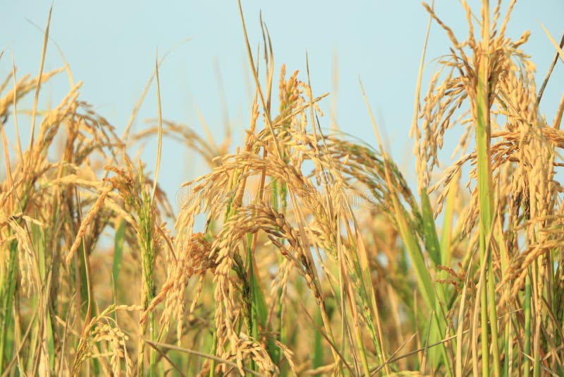 1,565 China Sun Rice Field Stock Photos - Free & Royalty-Free Stock ...