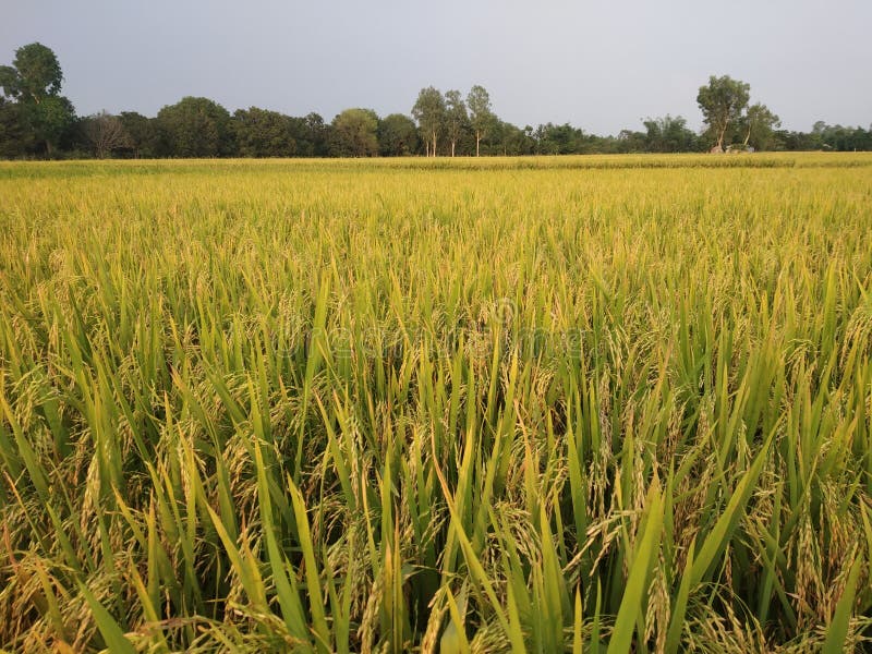 Ripe Paddy Field Under a Soft Sky in Bangladesh Stock Image - Image of ...