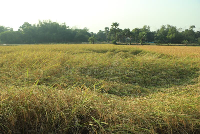 Ripe Rice Field and Sky Landscape on the Farm Stock Image - Image of ...