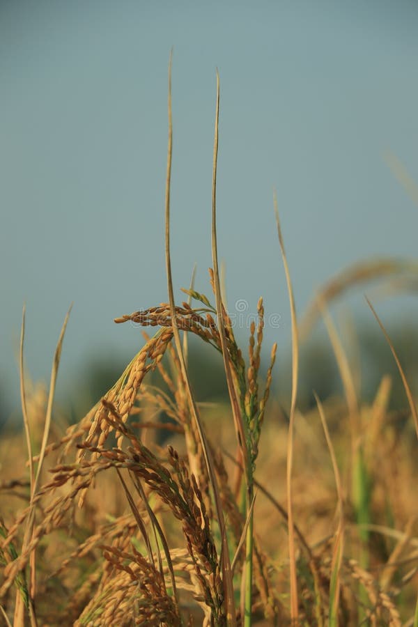 Ripe Rice Field and Sky Landscape on the Farm Stock Photo - Image of ...