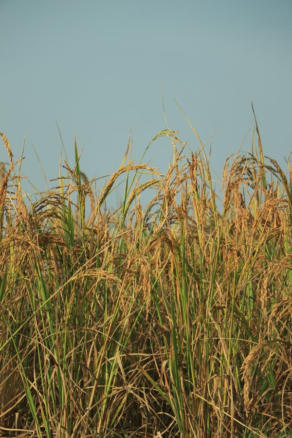 Ripe Rice Field and Sky Landscape on the Farm Stock Photo - Image of ...