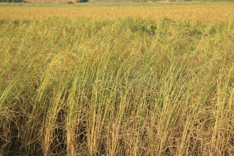 Ripe Rice Field and Sky Landscape on the Farm Stock Image - Image of ...