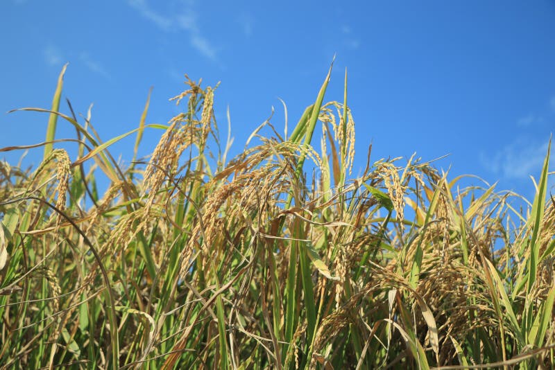 Ripe Rice Field and Sky Landscape on the Farm Stock Photo - Image of ...
