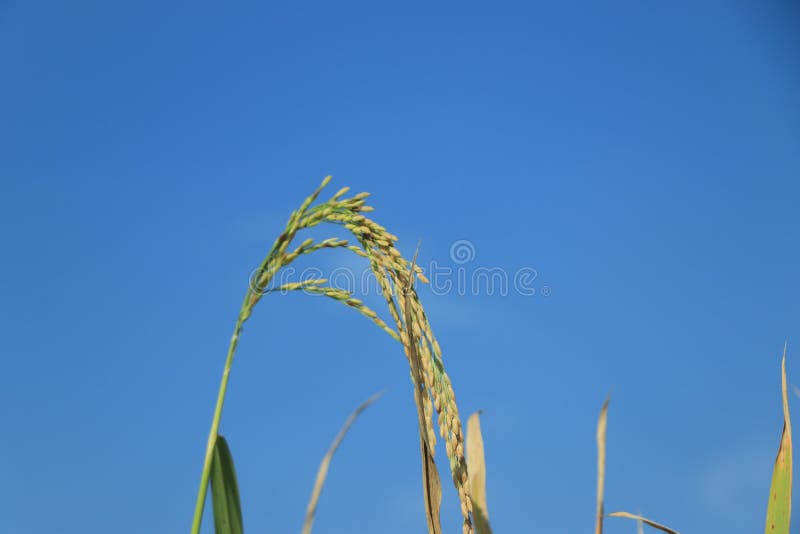 Ripe Rice Field and Sky Landscape on the Farm Stock Image - Image of ...