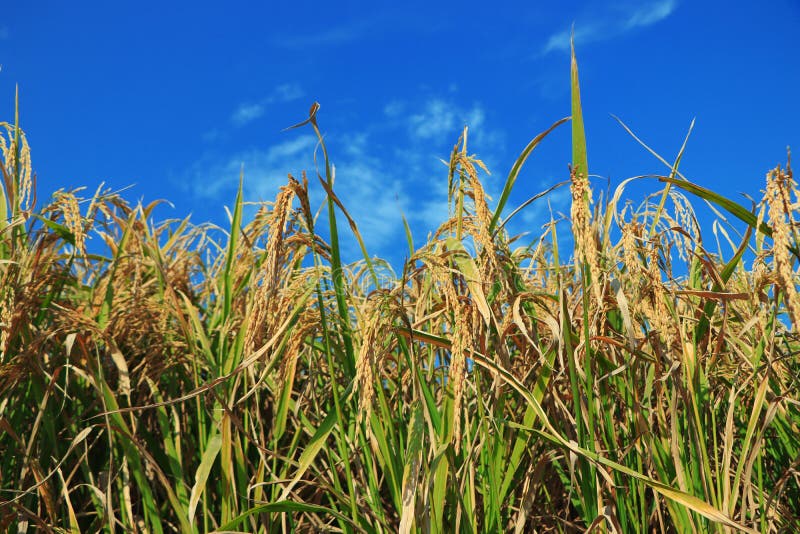 Ripe Rice Field and Sky Landscape on the Farm Stock Image - Image of ...