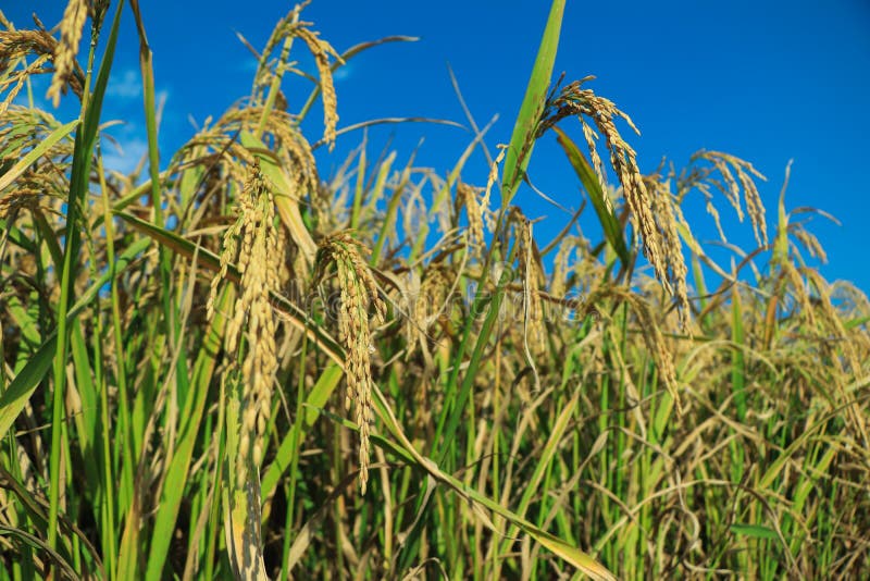 Ripe Rice Field and Sky Landscape on the Farm Stock Photo - Image of ...