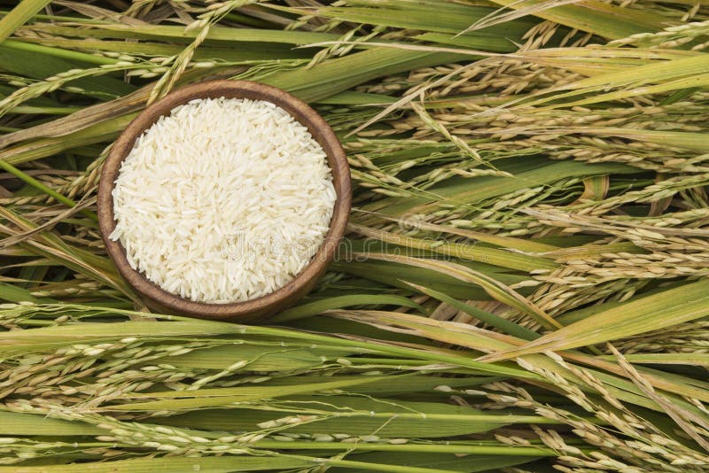 Ripe rice stock image. Image of green, agriculture, countryside - 92466661