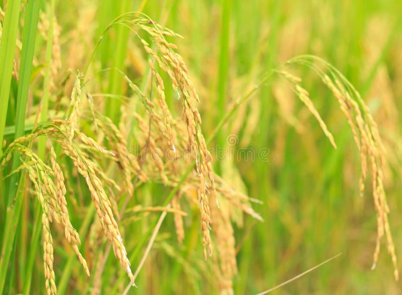 The Ripe Rice in the Fields Stock Image - Image of leaf, beauty: 27567889