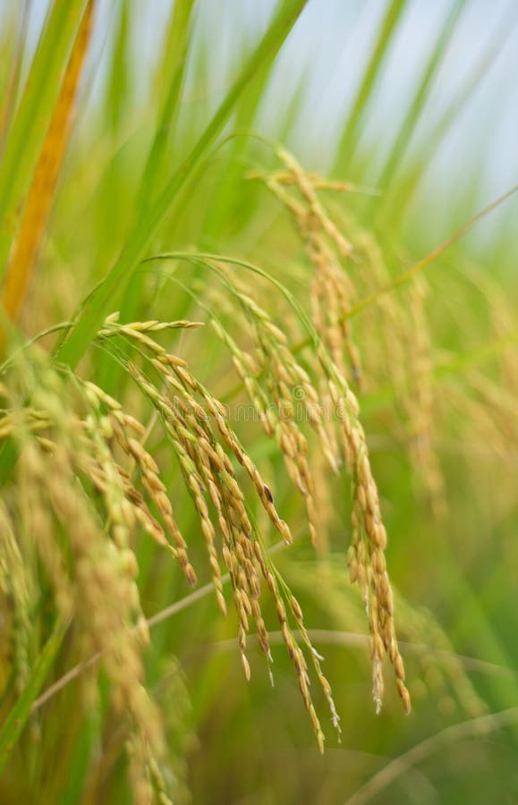 Rice field detail stock image. Image of crop, botany, japan - 235677