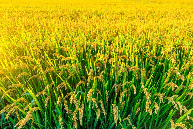 Ripe rice and green leaves stock photo. Image of beautiful - 162269884
