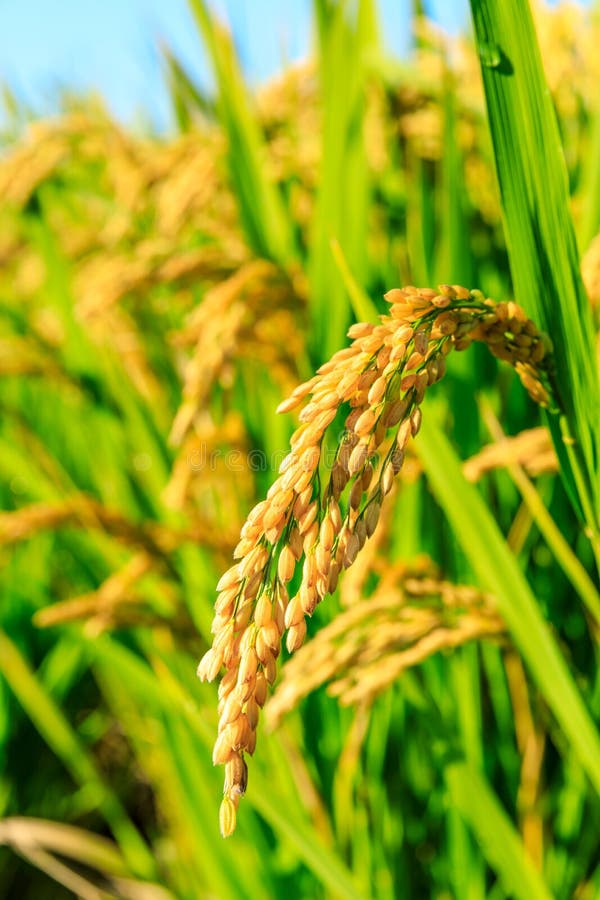 Rice Leaves Stock Photos - Download 25,909 Royalty Free Photos