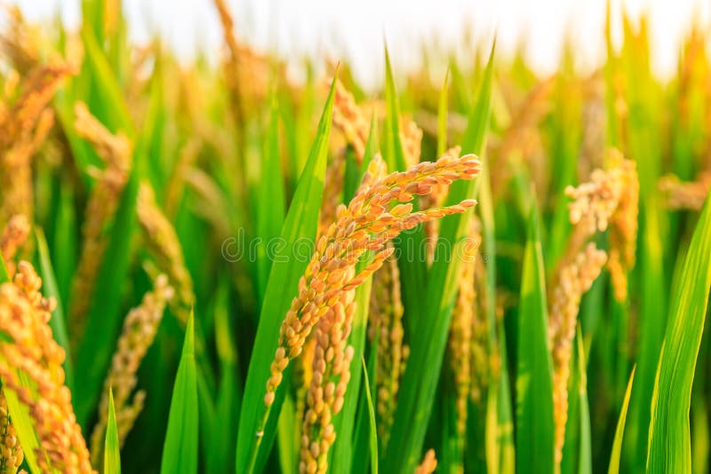 Ripe rice and green leaves stock photo. Image of grain - 162272720