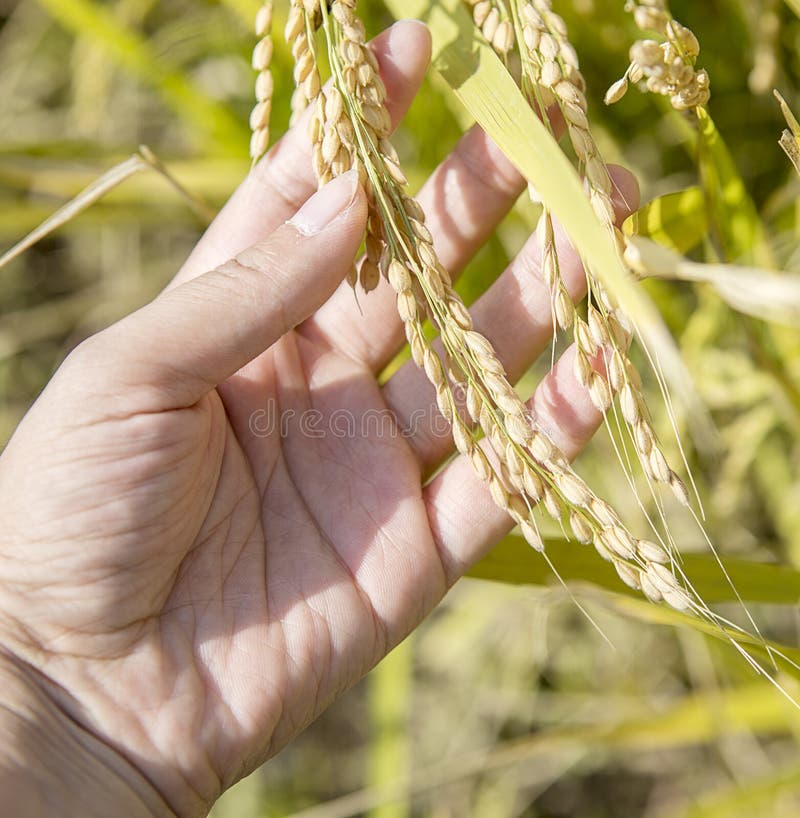 Ripe Rice on Hand, Waiting for Bumper Harvest Stock Image - Image of ...