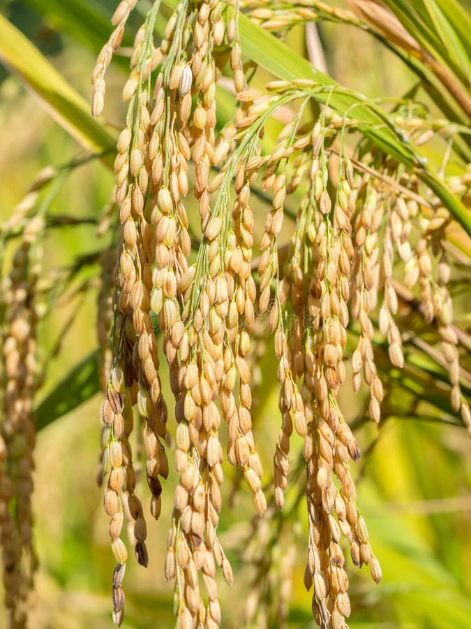 Ripe Rice on the Paddy Field Stock Photo - Image of farm, paddyfield ...