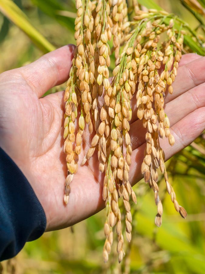 Ripe Rice on the Paddy Field Stock Photo - Image of farm, paddyfield ...