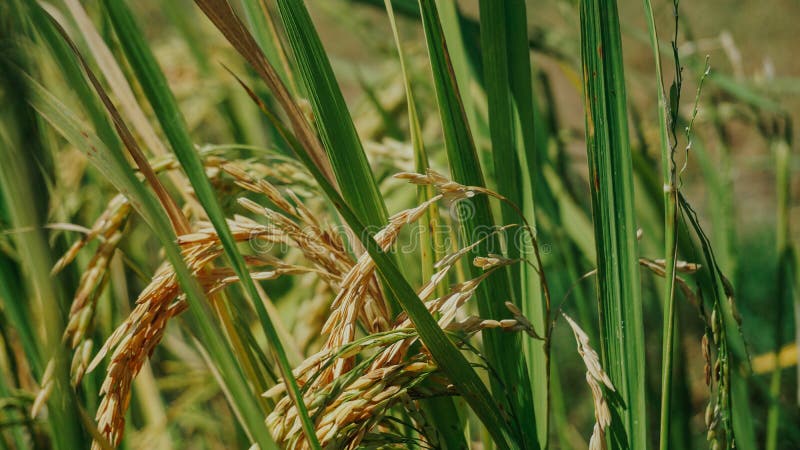 The Ripe Rice Plant is Yellow Stock Photo - Image of fresh, food: 231413462