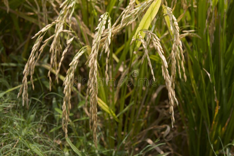 Ripe Rice on the Rice Field. Stock Photo - Image of grain, garden: 96974222