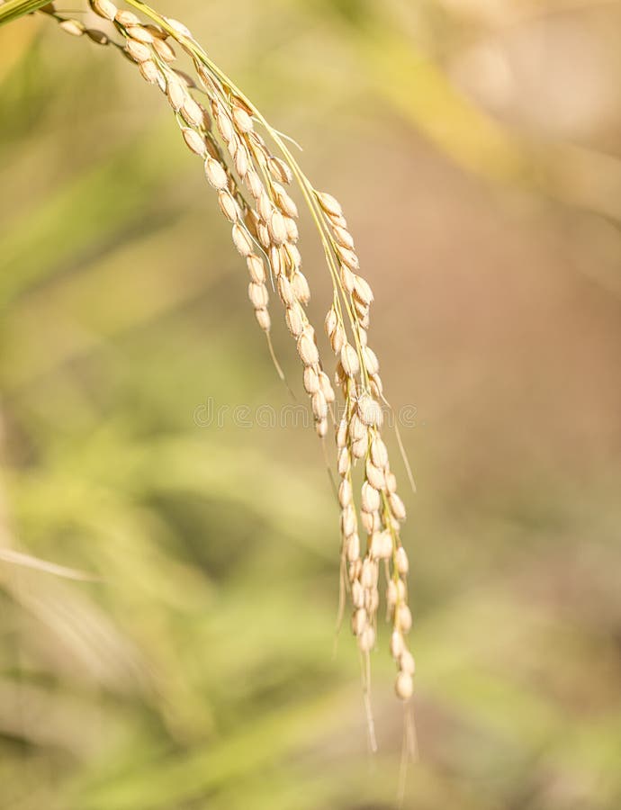 Ripe Rice Waiting for Harvest Stock Photo - Image of golden, grass ...
