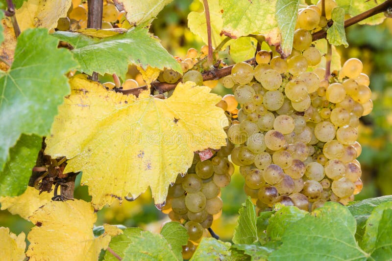 Ripe Riesling Grapes on Vine Stock Image - Image of blanc, riesling ...