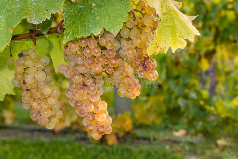 Ripe Riesling Grapevine and Leaves Stock Image - Image of white, fruit ...