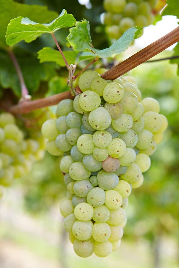 Ripe Riesling vine grapes stock photo. Image of berry - 28785672