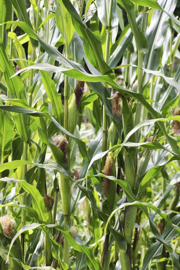 Corn thickets stock image. Image of colors, industry - 250492183