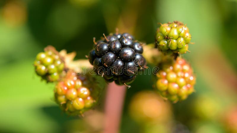 Ripe and Ripening Blackberries on a Cane Stock Photo - Image of green ...