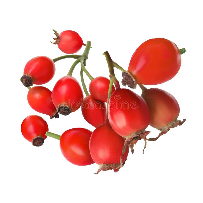 Ripe Rose Hip Berries Falling on White Background Stock Photo - Image ...