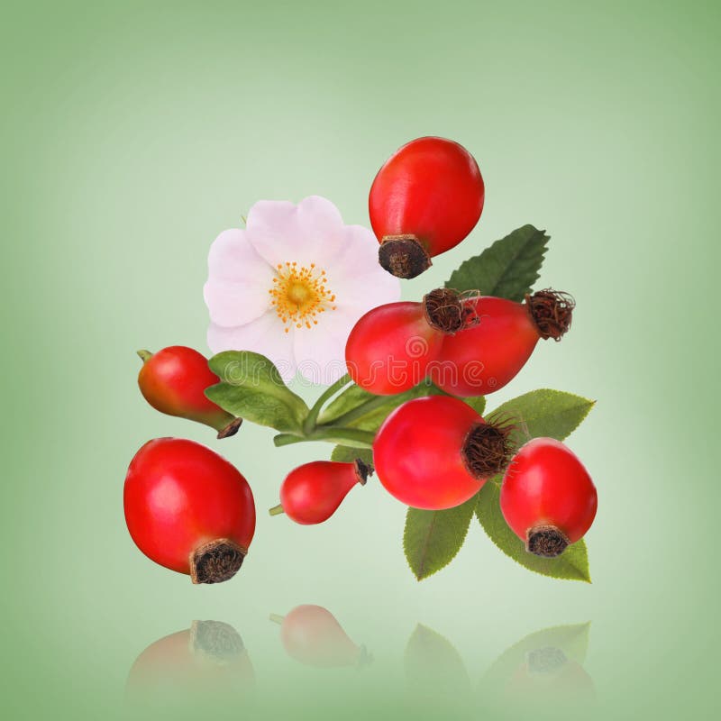 Ripe Rose Hip Berries, Flower and Leaves Falling on Light Green ...