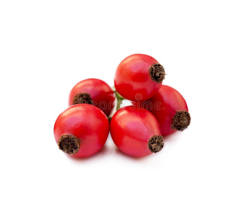 Ripe rose hip stock image. Image of flower, herbal, briar - 163106873