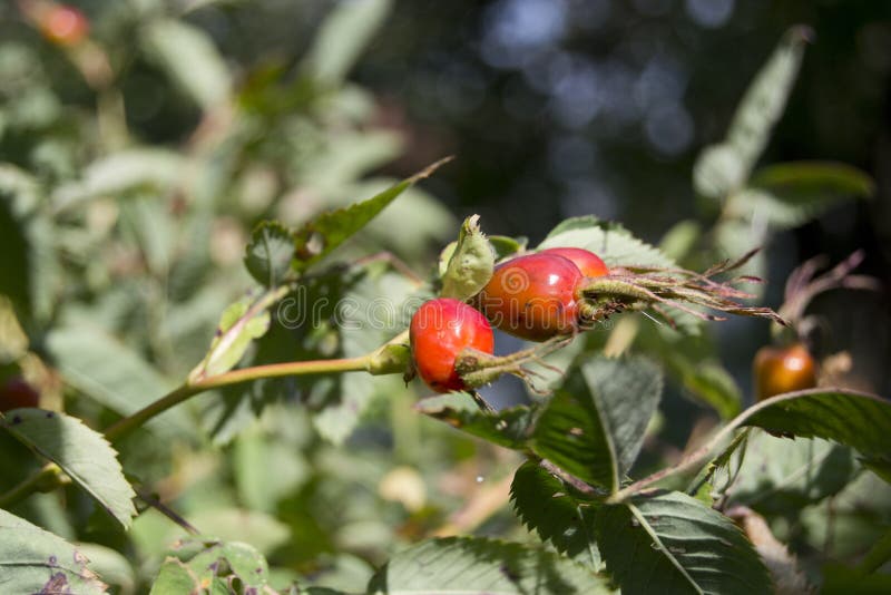 Ripe rose hips stock photo. Image of autumn, fruit, ripe - 44145170