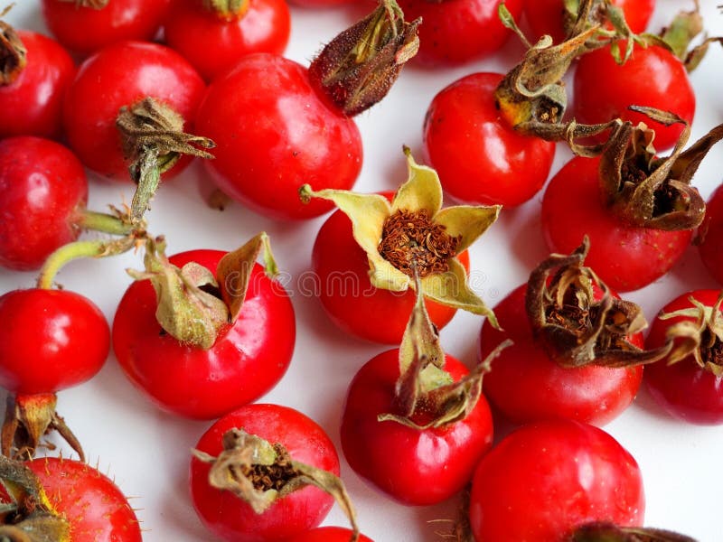 Ripe rosehip fruits stock photo. Image of health, treatment - 229866608