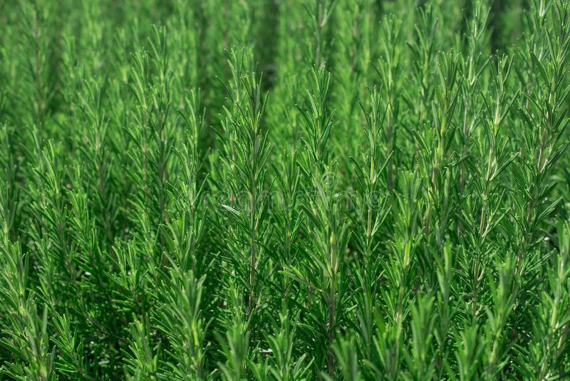 Ripe Rosemary in a Field Ready for Pick-up Stock Image - Image of ...