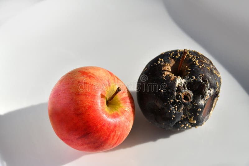 Ripe and Rotten Apple Side by Side Stock Photo - Image of fruit ...