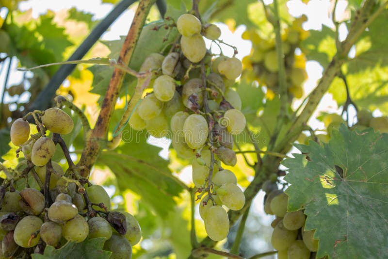 A Ripe and Rotten Grapes in the Sun Stock Image - Image of beverage ...