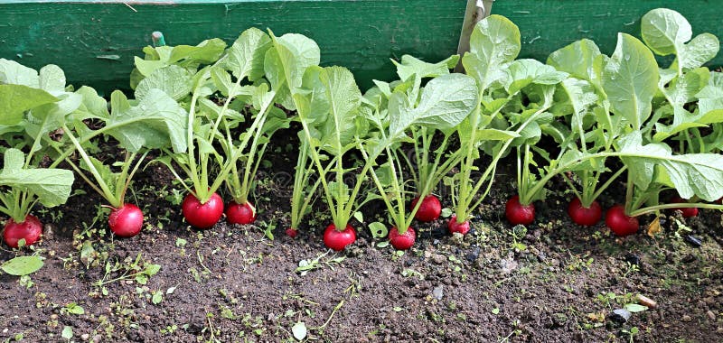 Ripe round red radish stock image. Image of radish, oval - 50566801