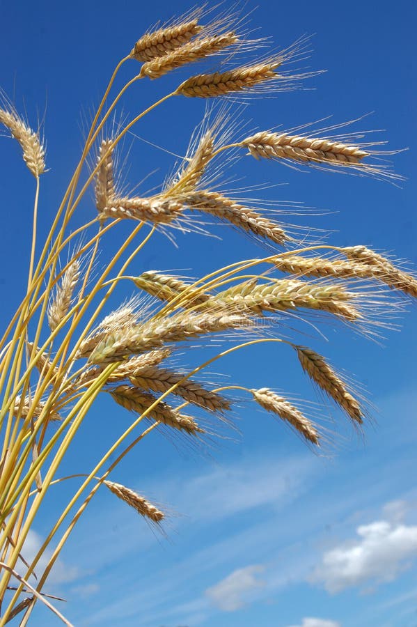 Ripe rye-corn stock image. Image of plants, growing, livestock - 4654139