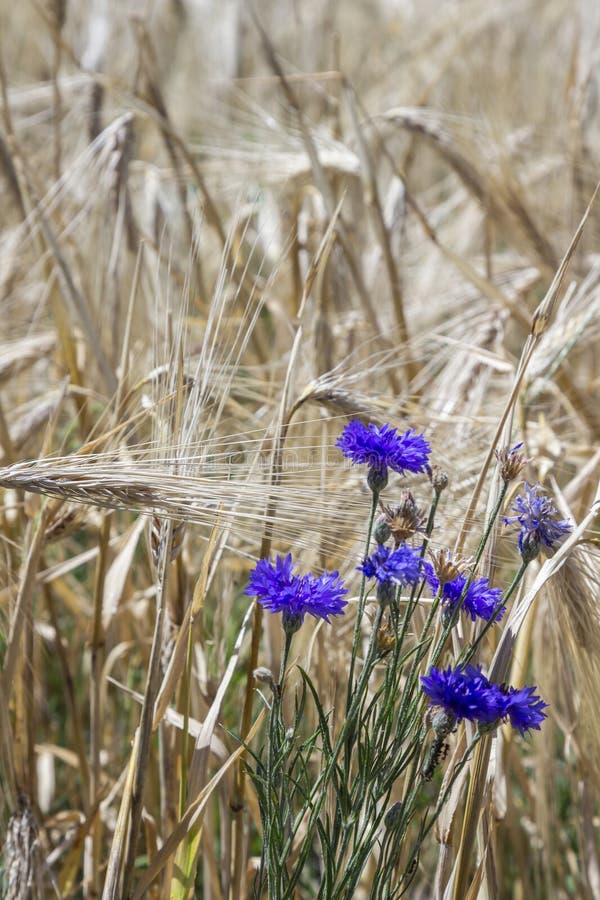 Ripe Rye and Knapweed in the Field. Weeds in the Field Stock Photo ...