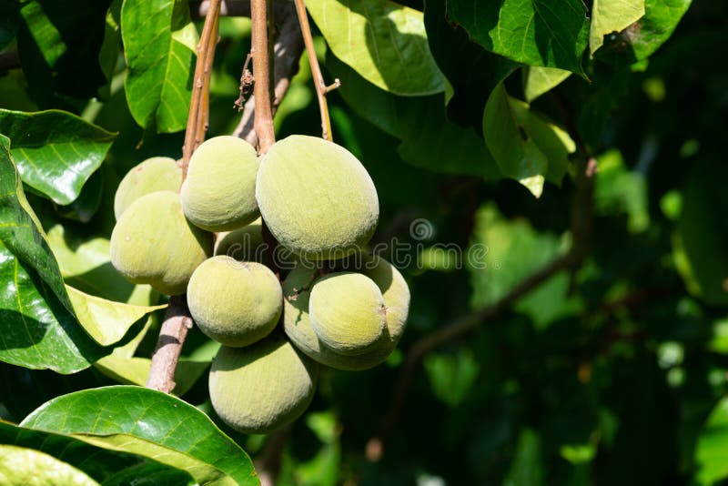Ripe of Santol Tropical Fruit on the Tree in the Garden Stock Image ...