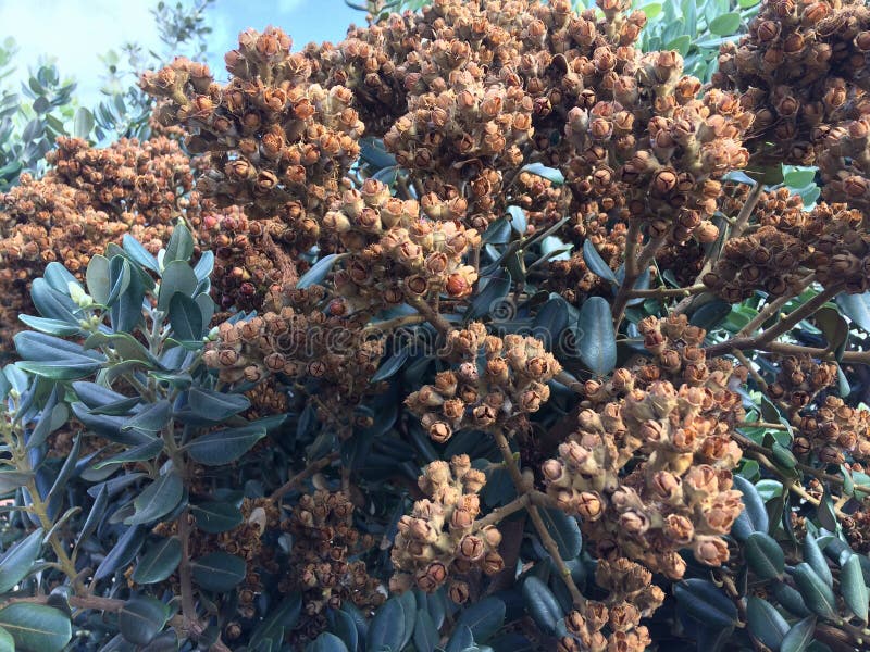 Ripe Seeds of an Exotic Plant Stock Photo - Image of seed, seeds: 133878388